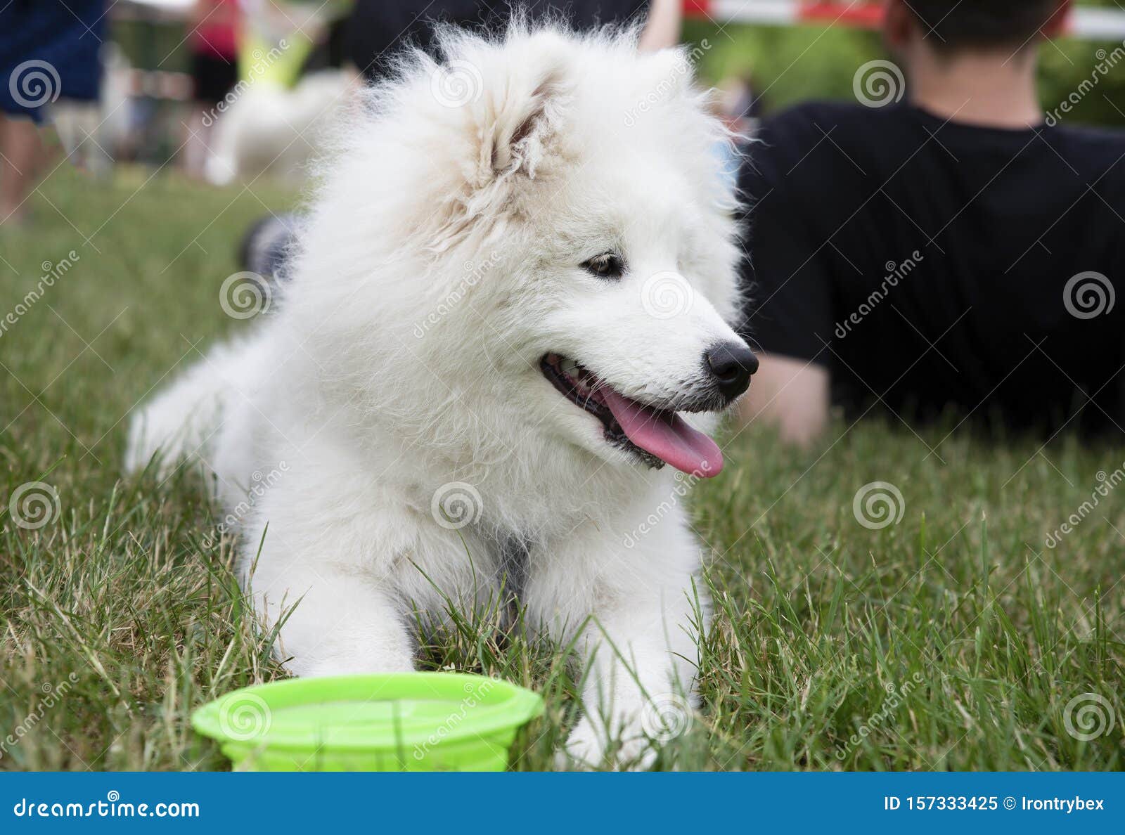 Close Up on White Samoyed Dog on Grass Stock Image - Image of ...