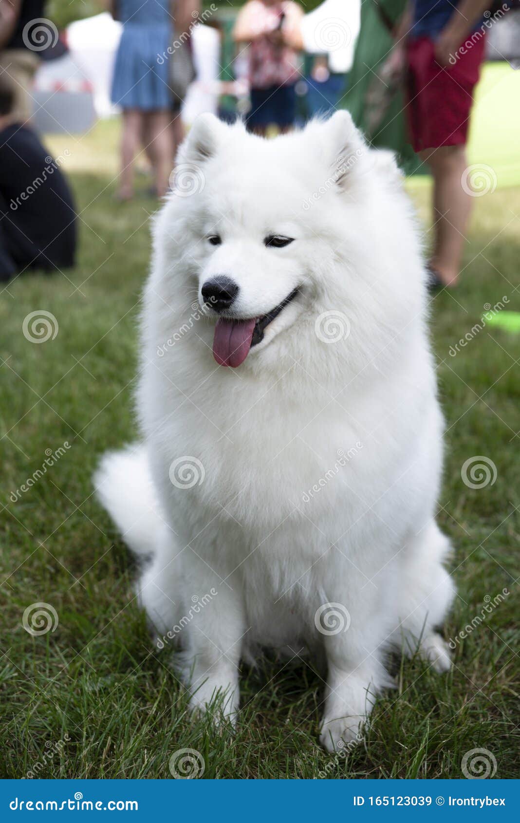 Close Up on White Samoyed Dog on Grass Stock Image - Image of pedigree ...