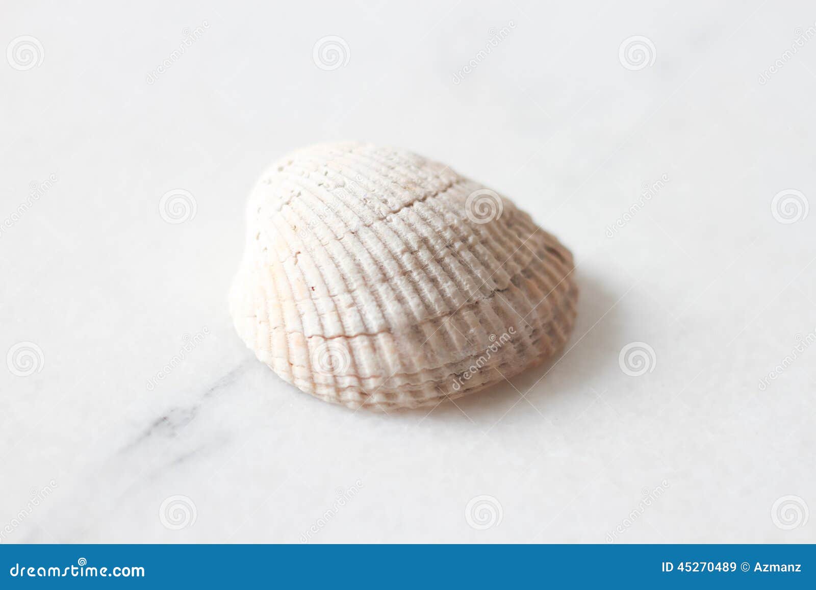Close Up of White Sea Shell Stock Image - Image of isolated, macro ...