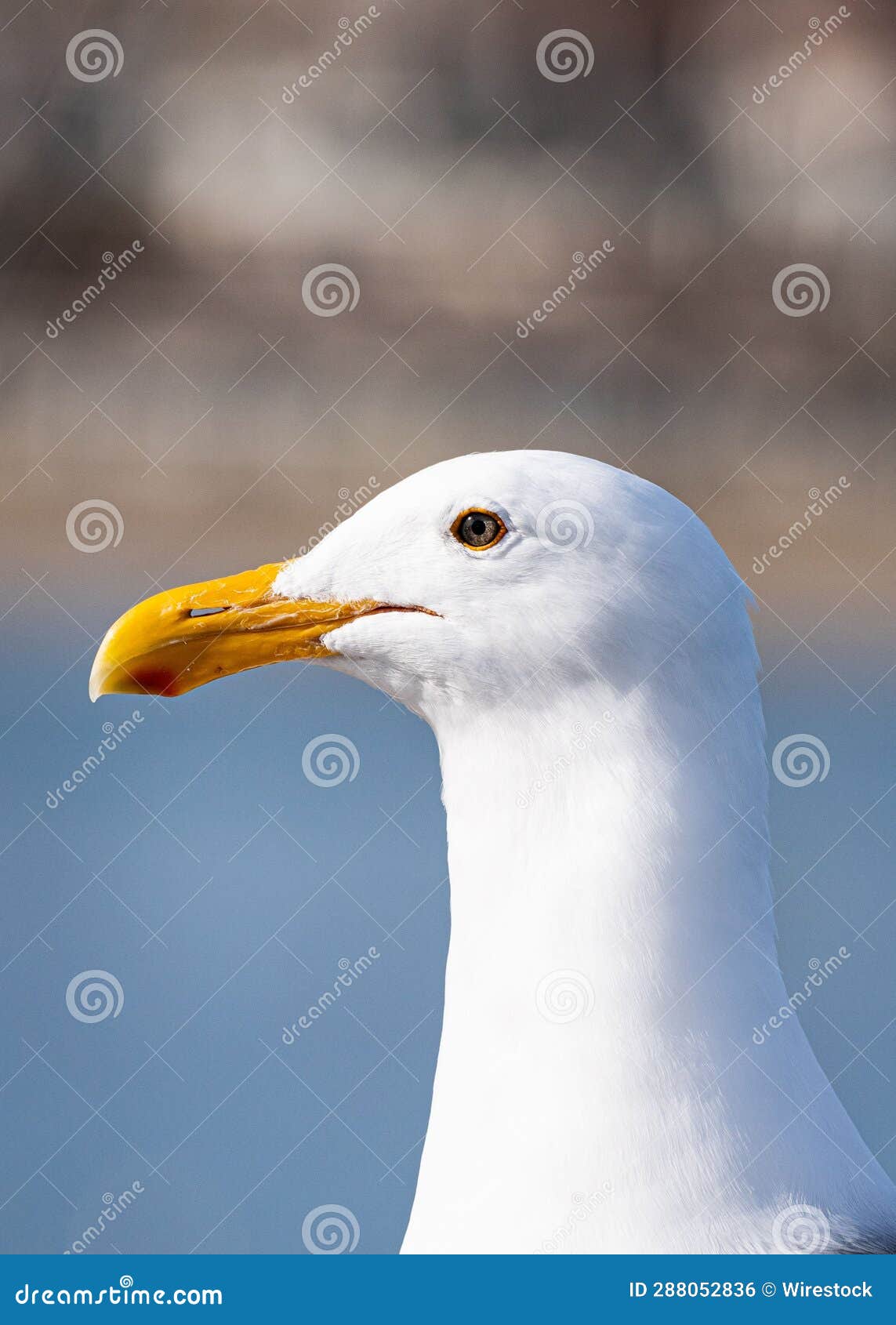 Close-up of a White Seagull Looking a Vast Expanse of Ocean in the ...