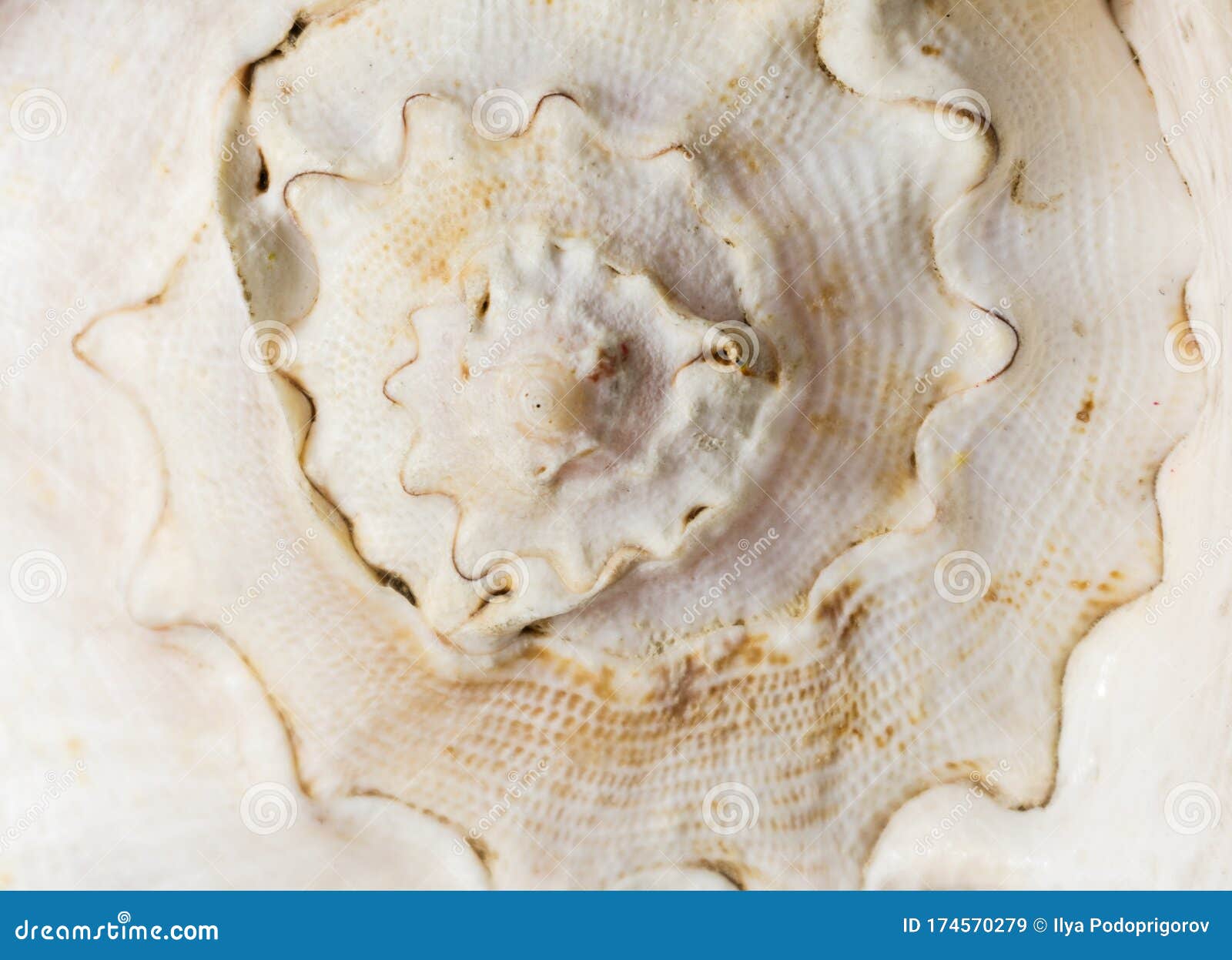 Close-up White Seashell Wavy Texture. Sea Shell Surface Background ...