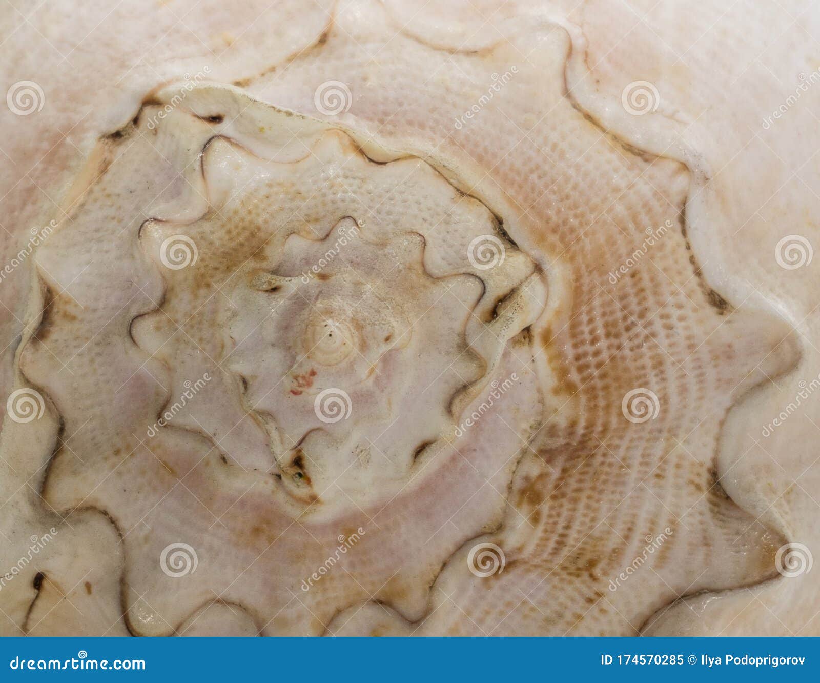 Close-up White Seashell Wavy Texture. Sea Shell Surface Background ...