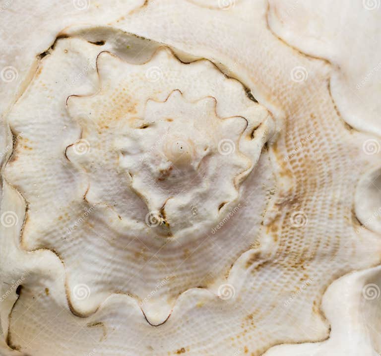 Close-up White Seashell Wavy Texture. Sea Shell Surface Background ...