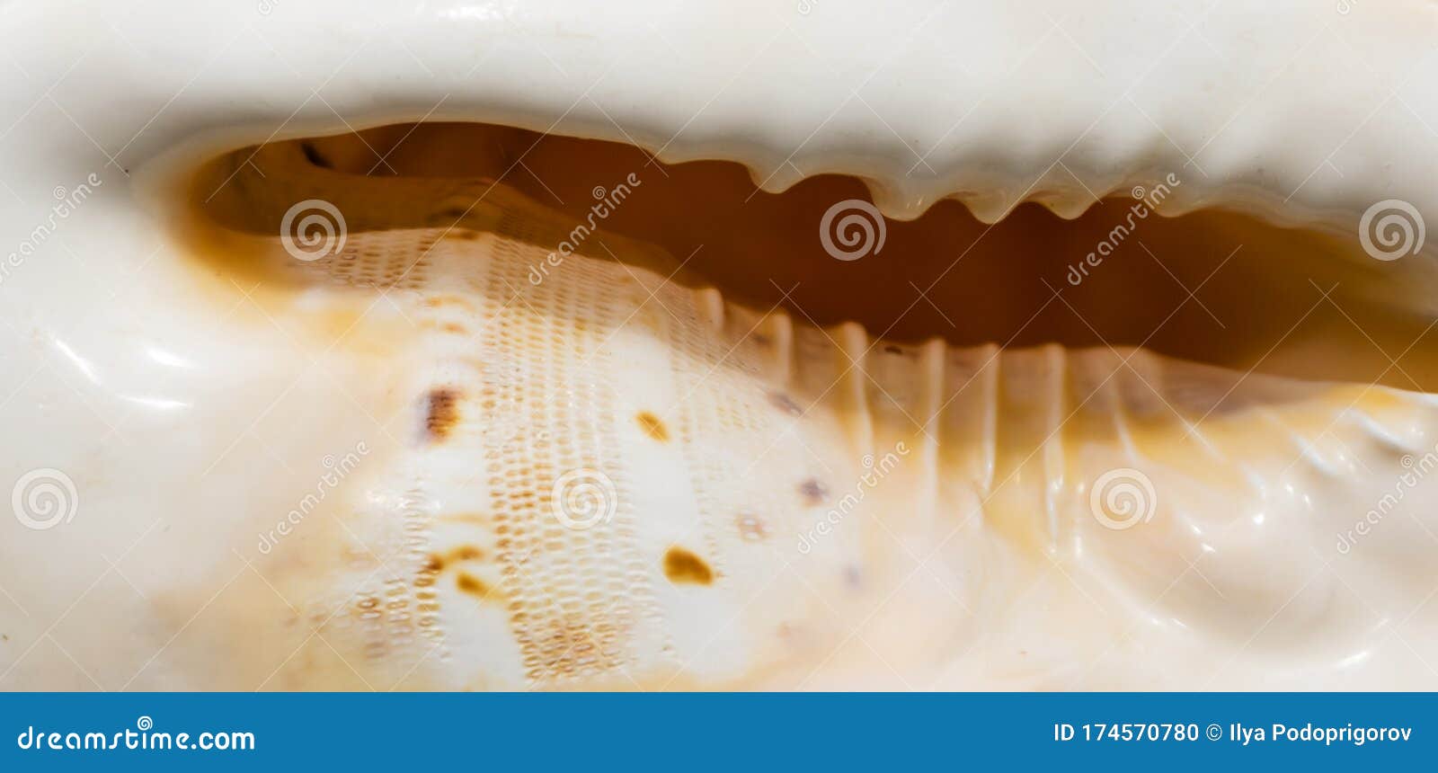 Close-up White Seashell Wavy Texture. Sea Shell Surface Background ...