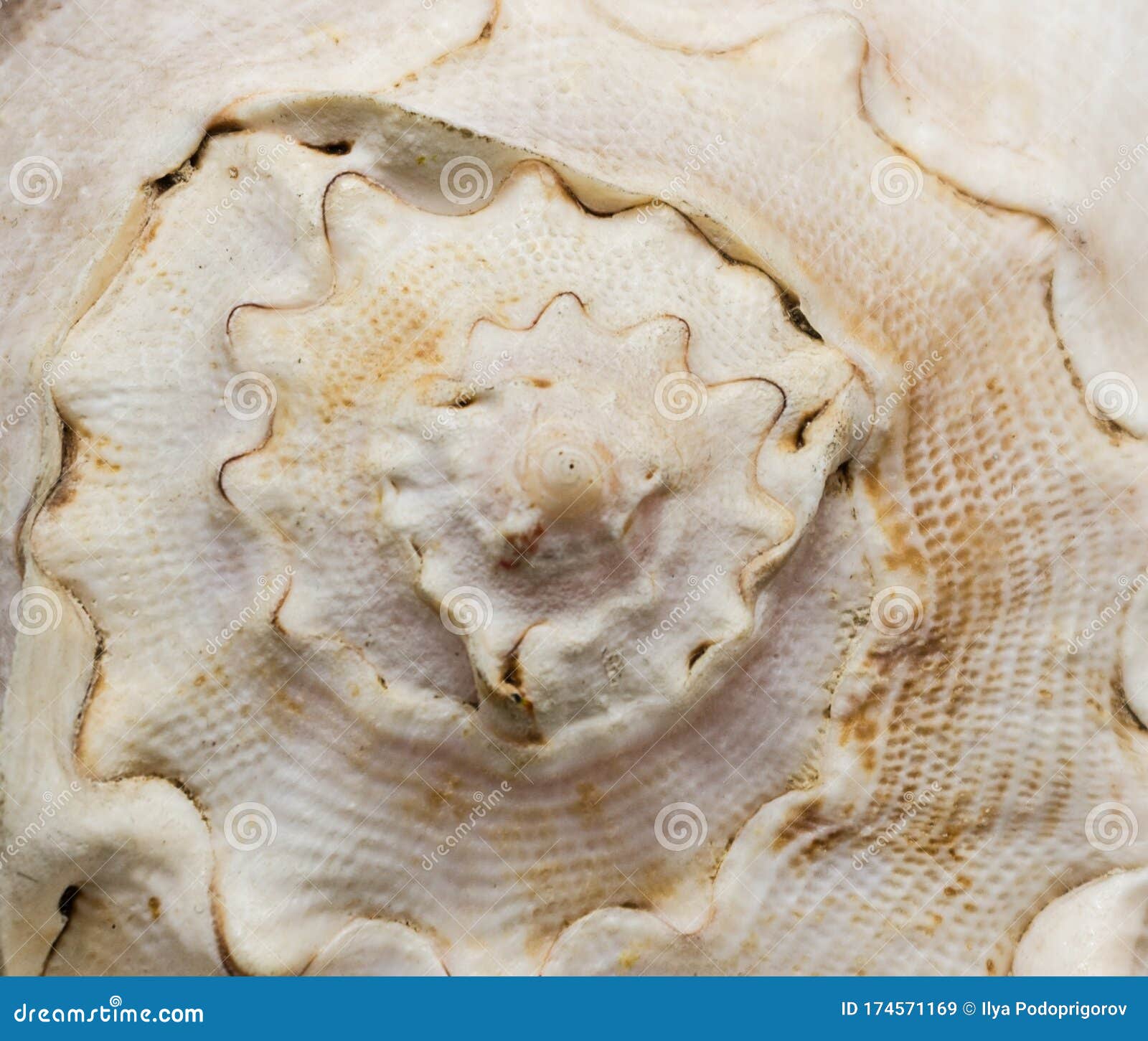 Close-up White Seashell Wavy Texture. Sea Shell Surface Background ...
