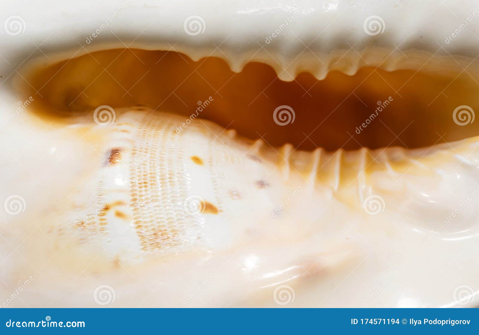 Close-up White Seashell Wavy Texture. Sea Shell Surface Background ...