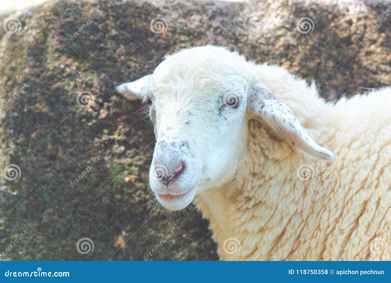 Close Up a White Sheep Head Standing on a Rock in a Farm. Stock Photo ...