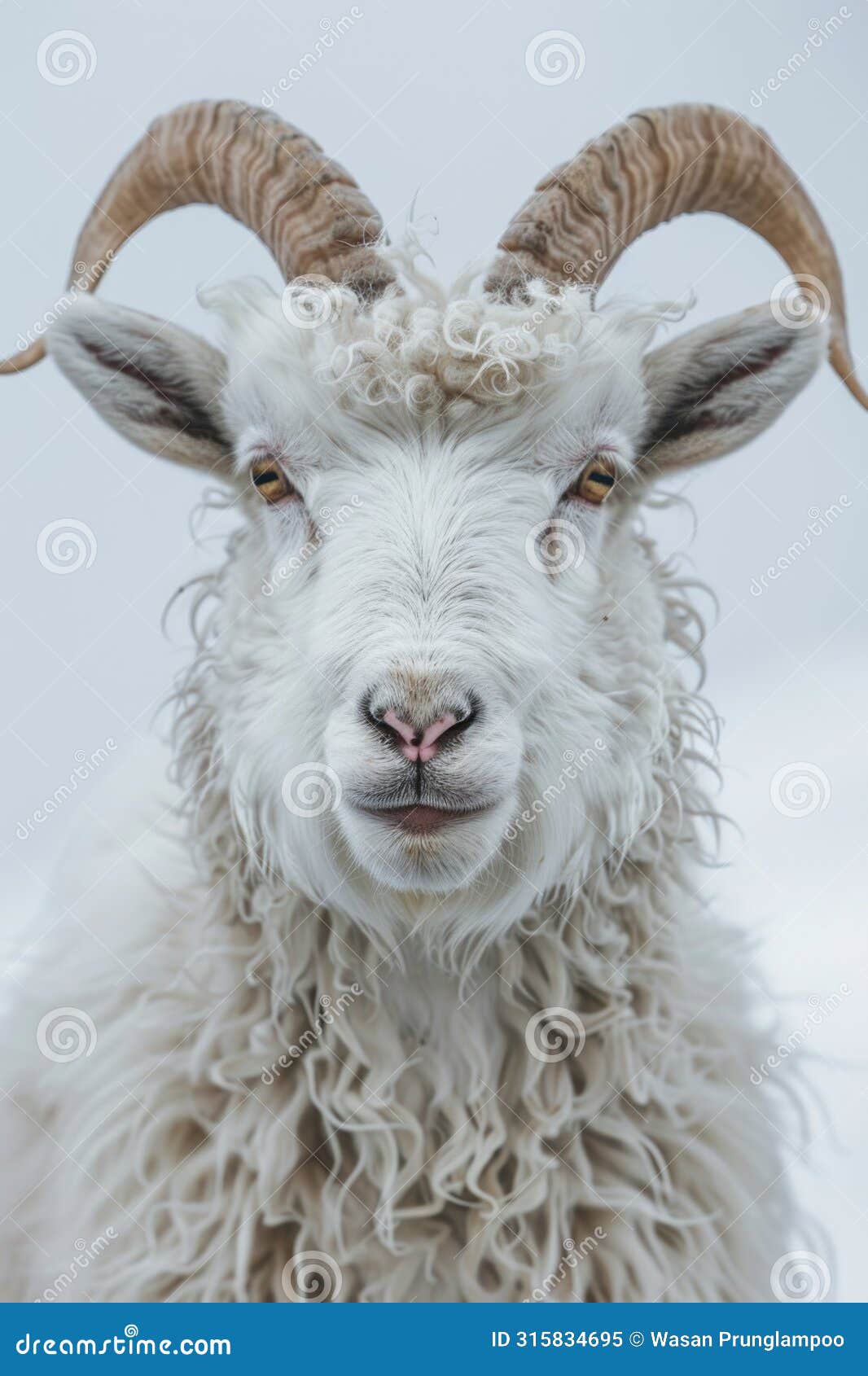A Close Up of a White Sheep Looking at the Camera with a Curious ...