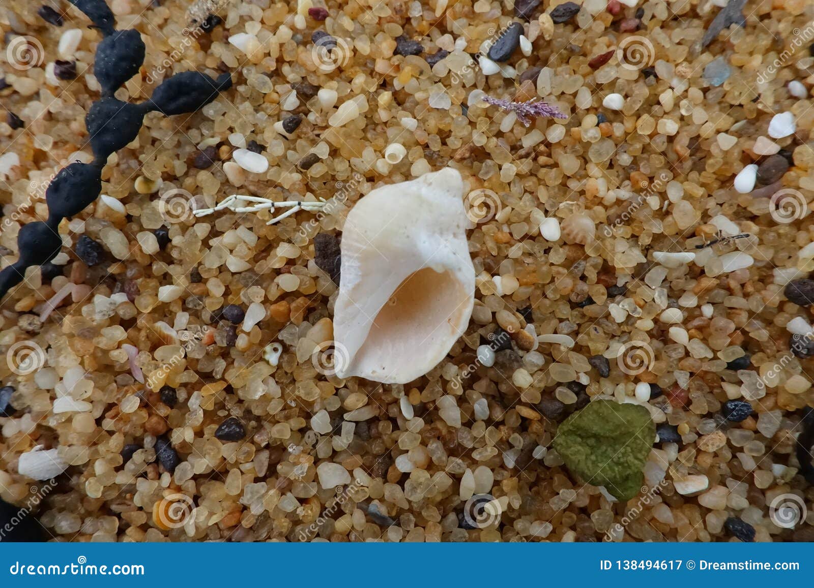 Close Up of White Shell with Golden Sand in the Background Stock Image ...