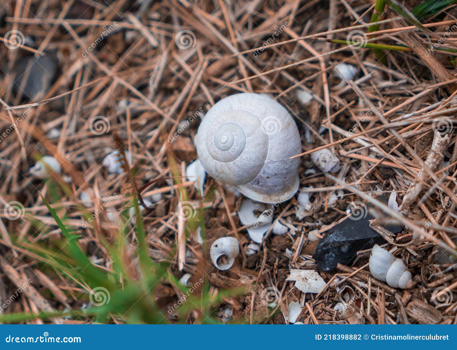 Close-up White Snail Shell on Dead Leaves in Summer Stock Photo - Image ...