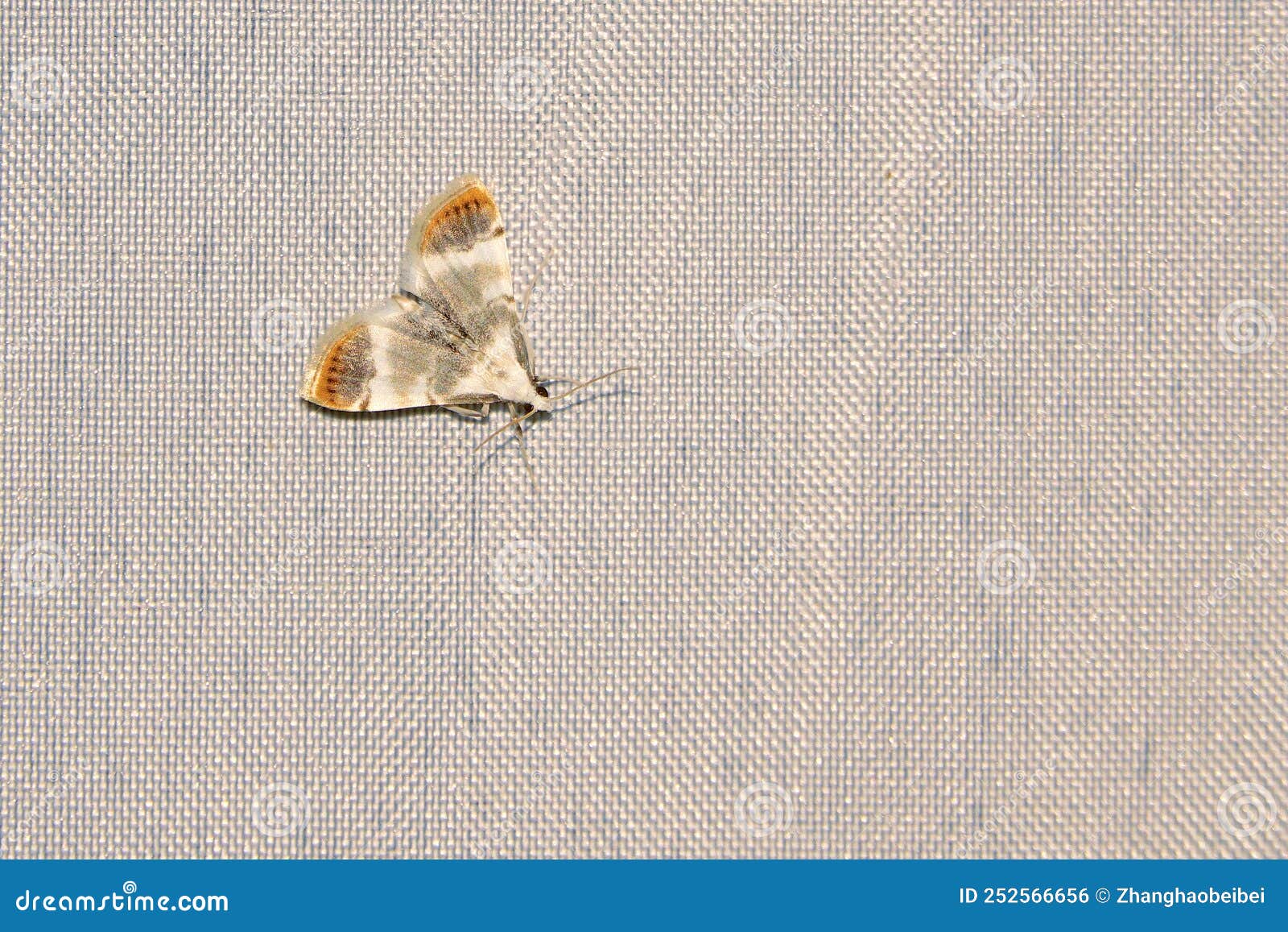 Snout moth stock photo. Image of animal, natural, moth - 252566656