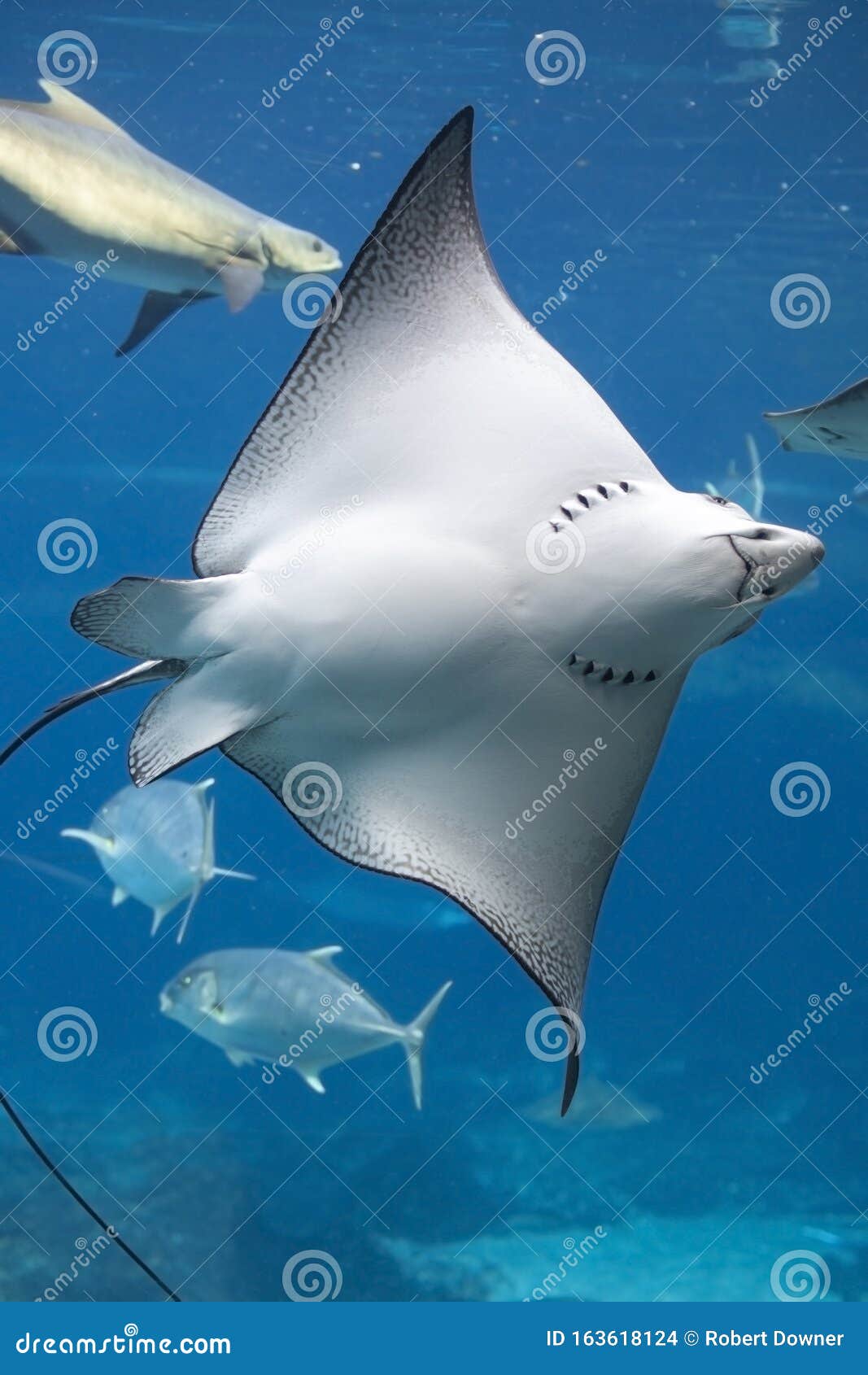 White-spotted eagle ray stock photo. Image of nature - 163618124