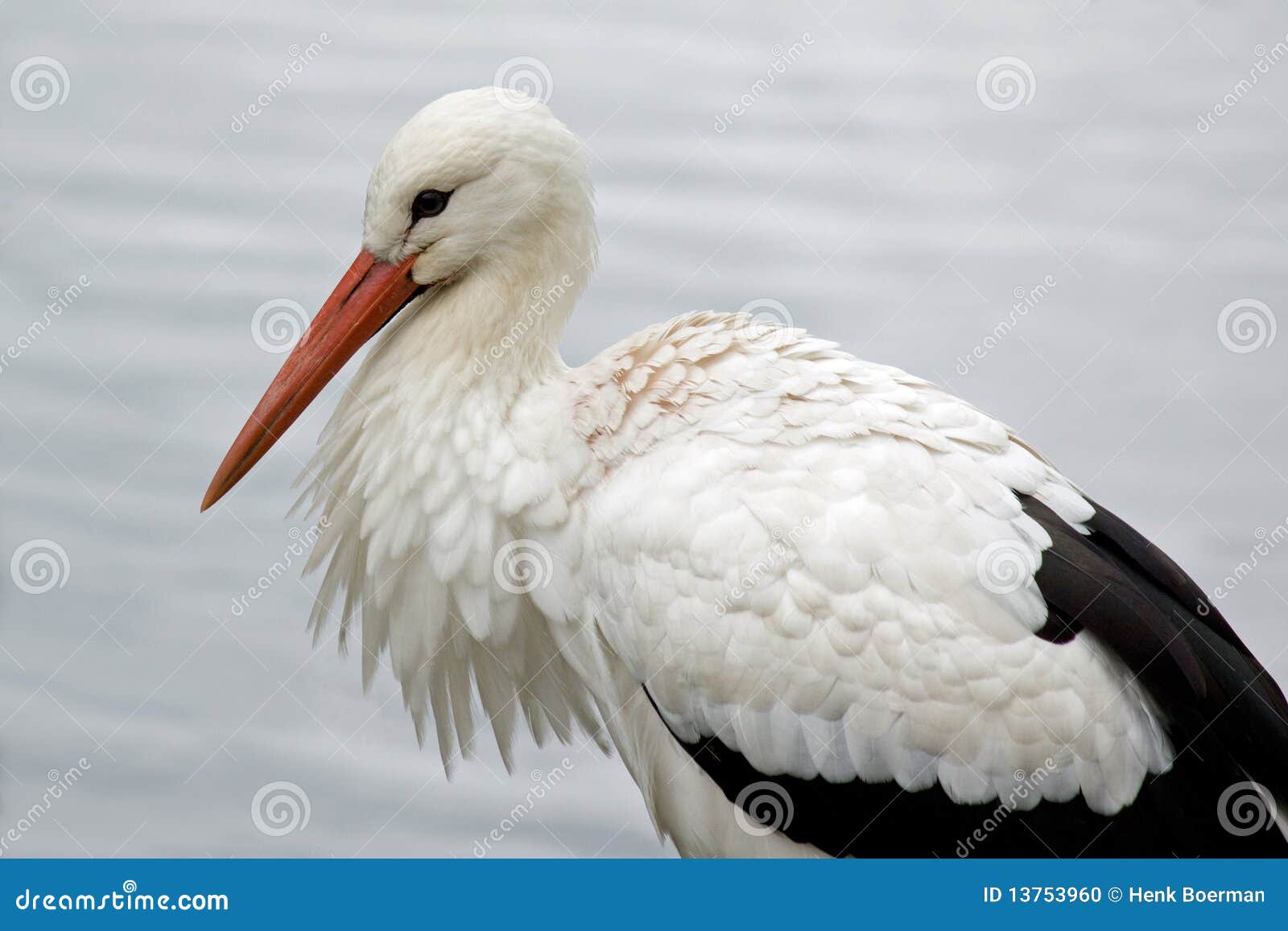 Close-up white stork stock photo. Image of europe, beak - 13753960