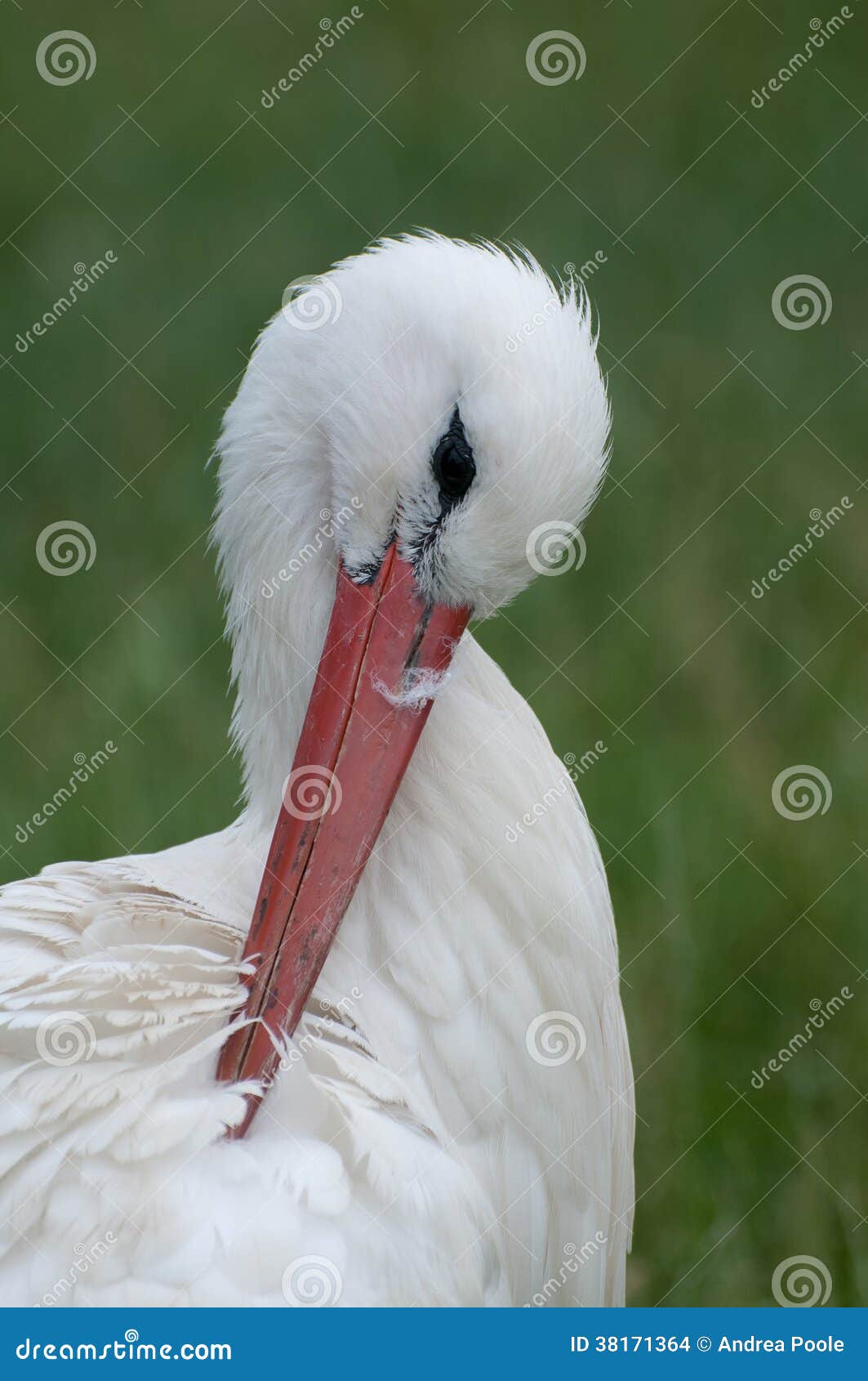 Close up white stork stock photo. Image of beak, preening - 38171364