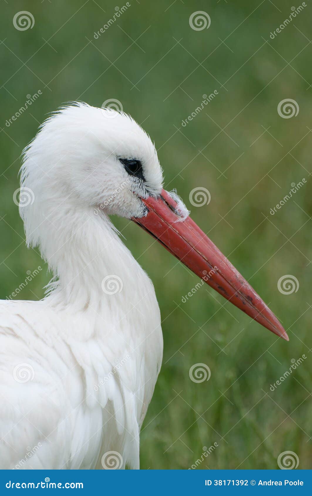 Close up white stork stock photo. Image of long, close - 38171392