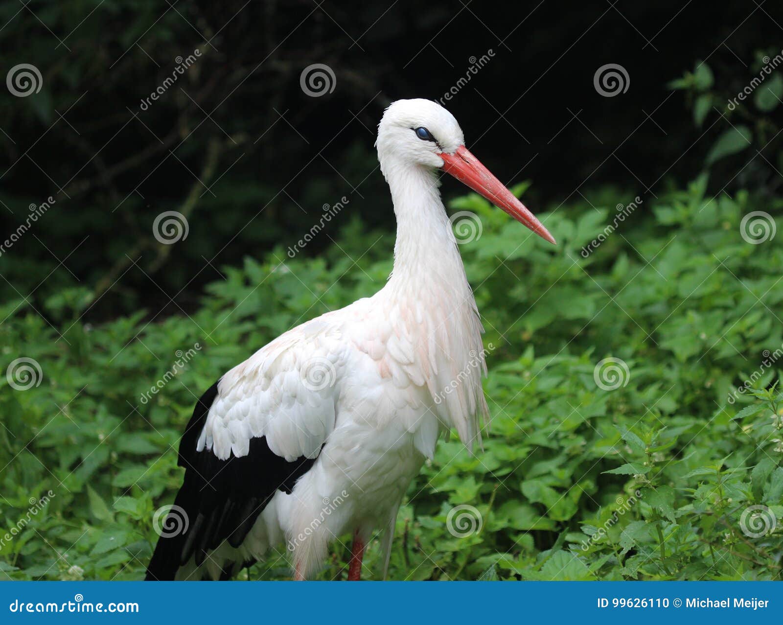 White stork stock photo. Image of beak, closeup, black - 99626110