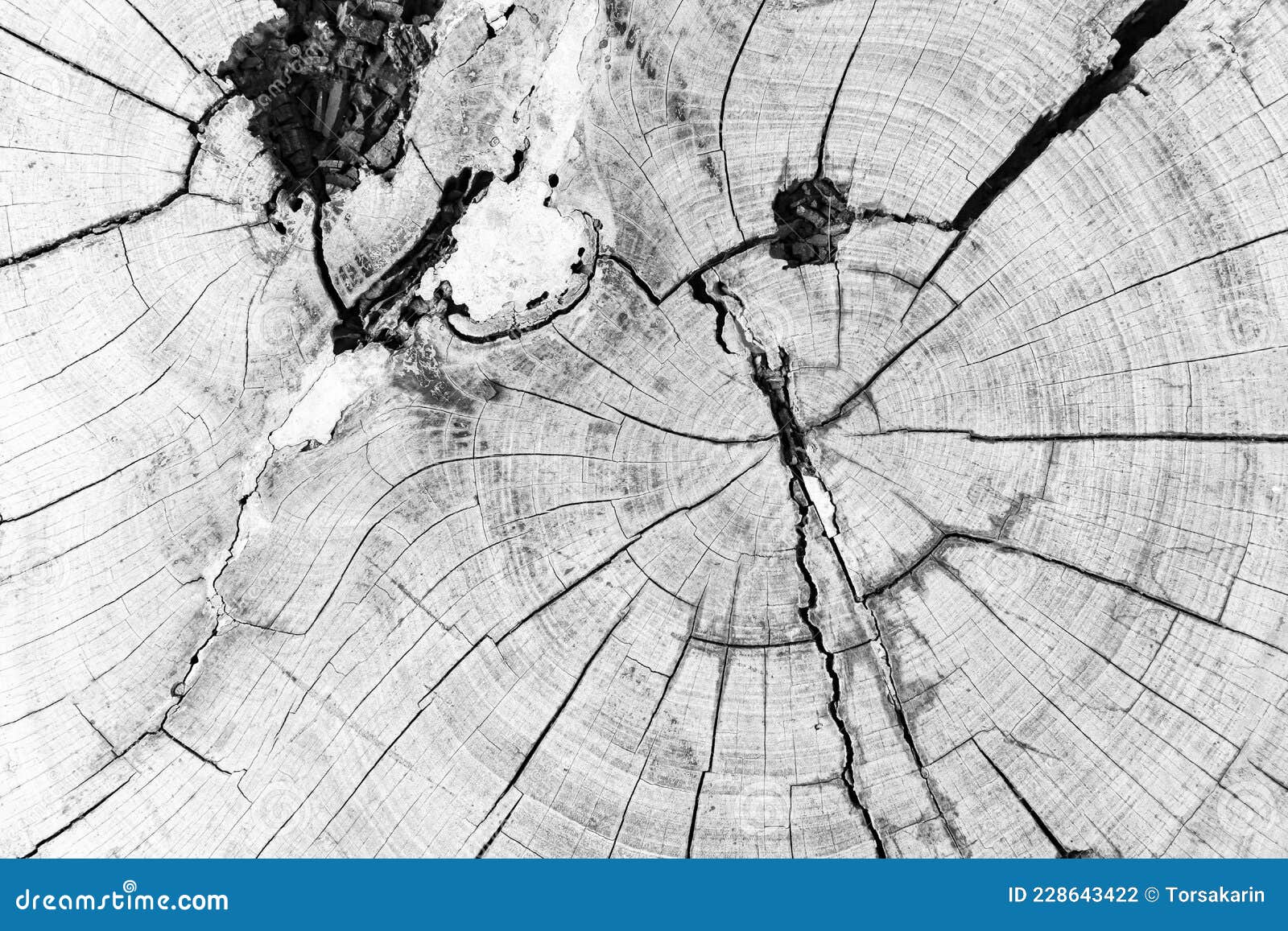 White Stump Pattern Texture and Background Seamless Stock Photo - Image ...