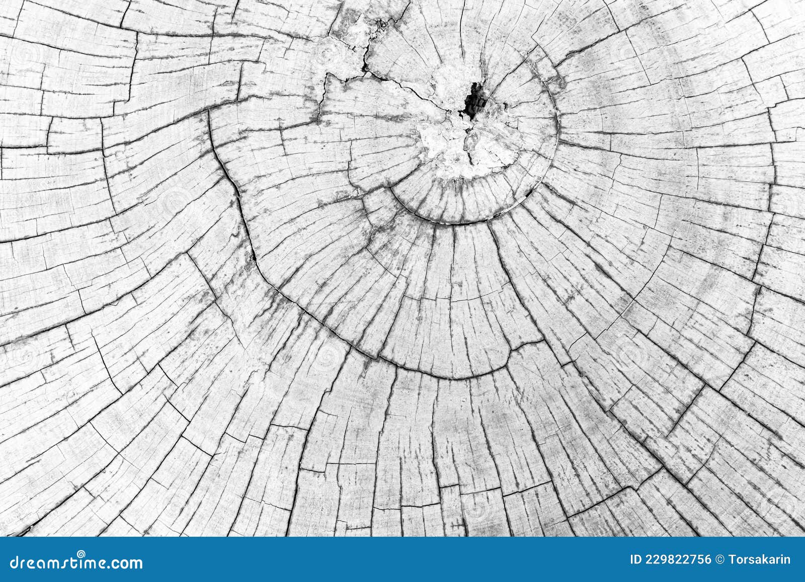 White Stump Pattern Texture and Background Seamless Stock Photo - Image ...