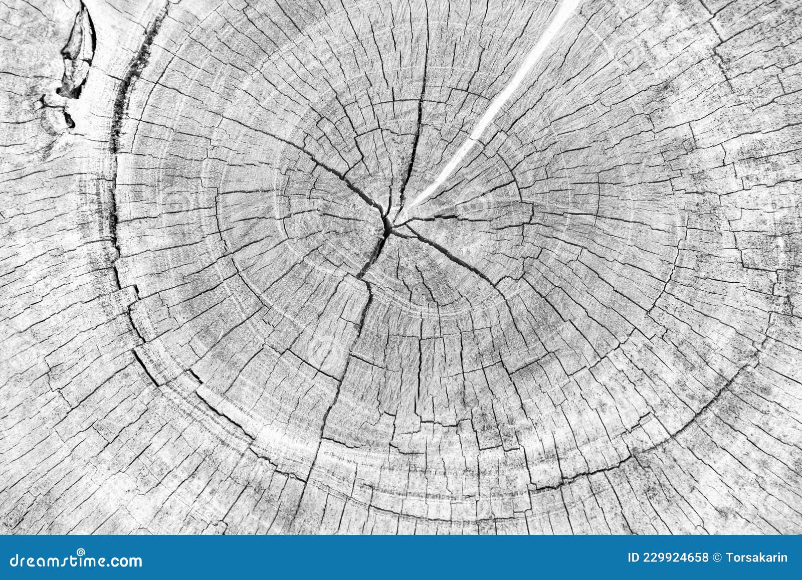 White Stump Pattern Texture and Background Seamless Stock Photo - Image ...