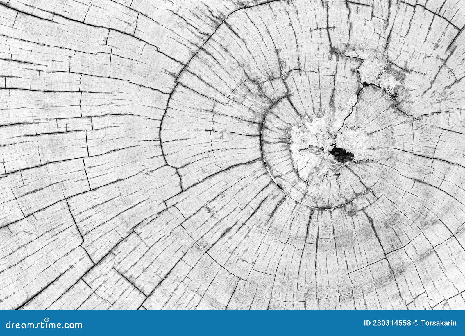 White Stump Pattern Texture and Background Seamless Stock Photo - Image ...