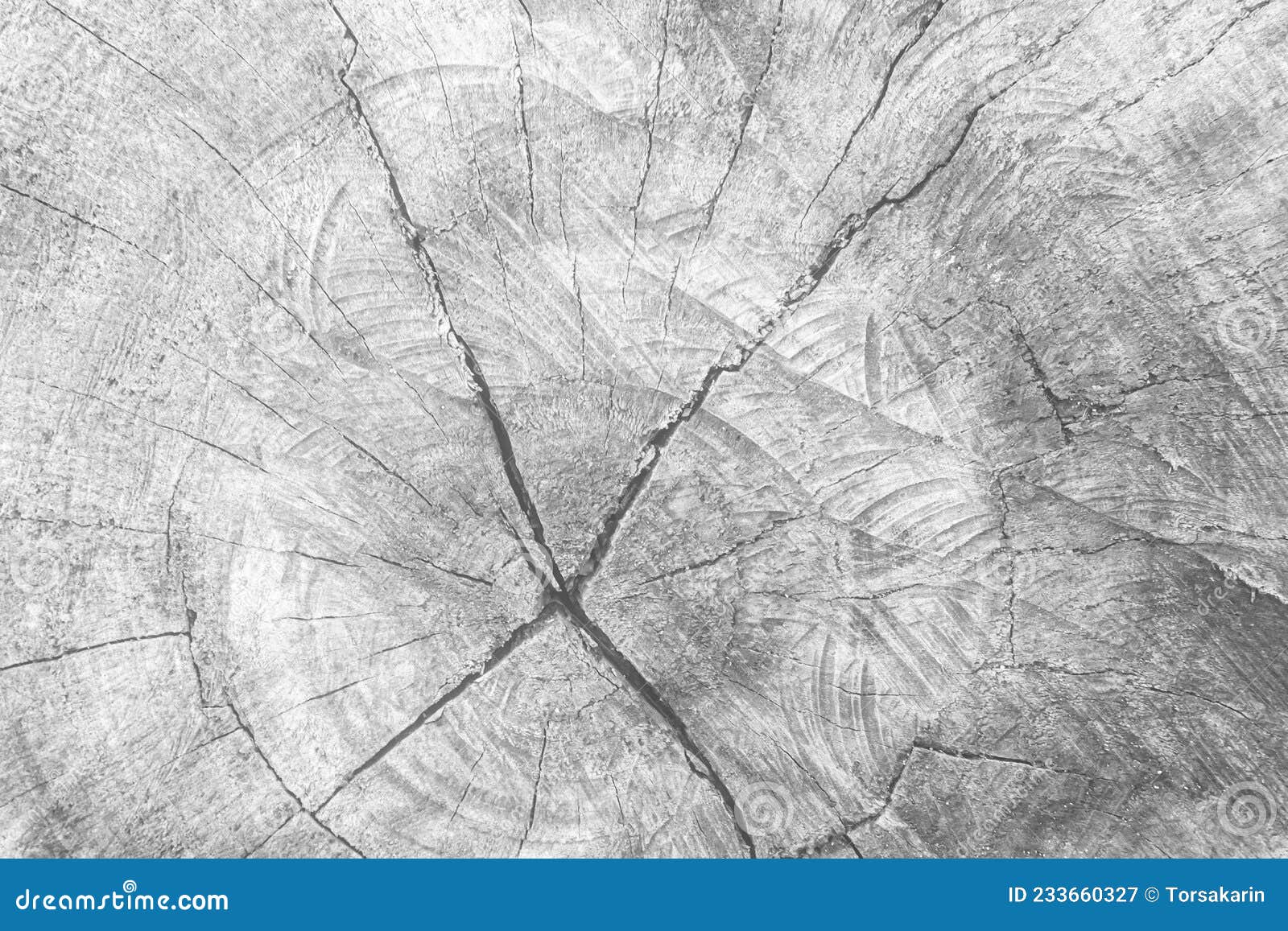 White Stump Pattern Texture and Background Seamless Stock Image - Image ...