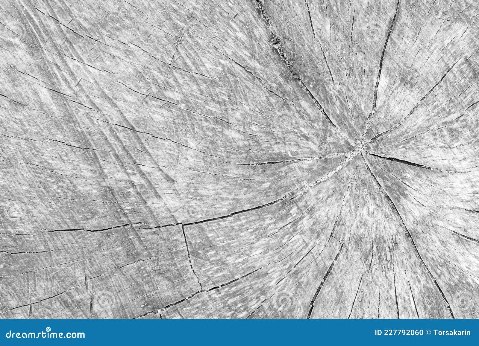 White Stump Pattern Texture And Background Seamless Stock Photo ...