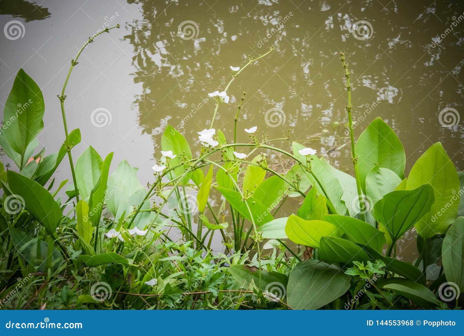 Close Up of White Swamp Flowers in Natural Light and Reflection of ...