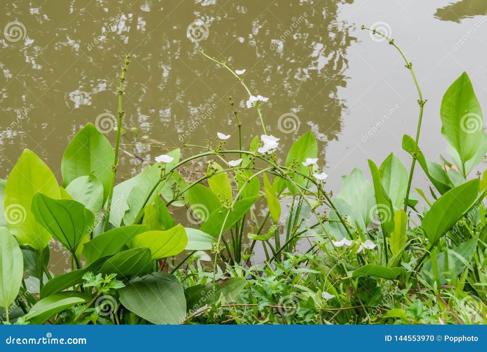 Close Up of White Swamp Flowers in Natural Light and Reflection of ...