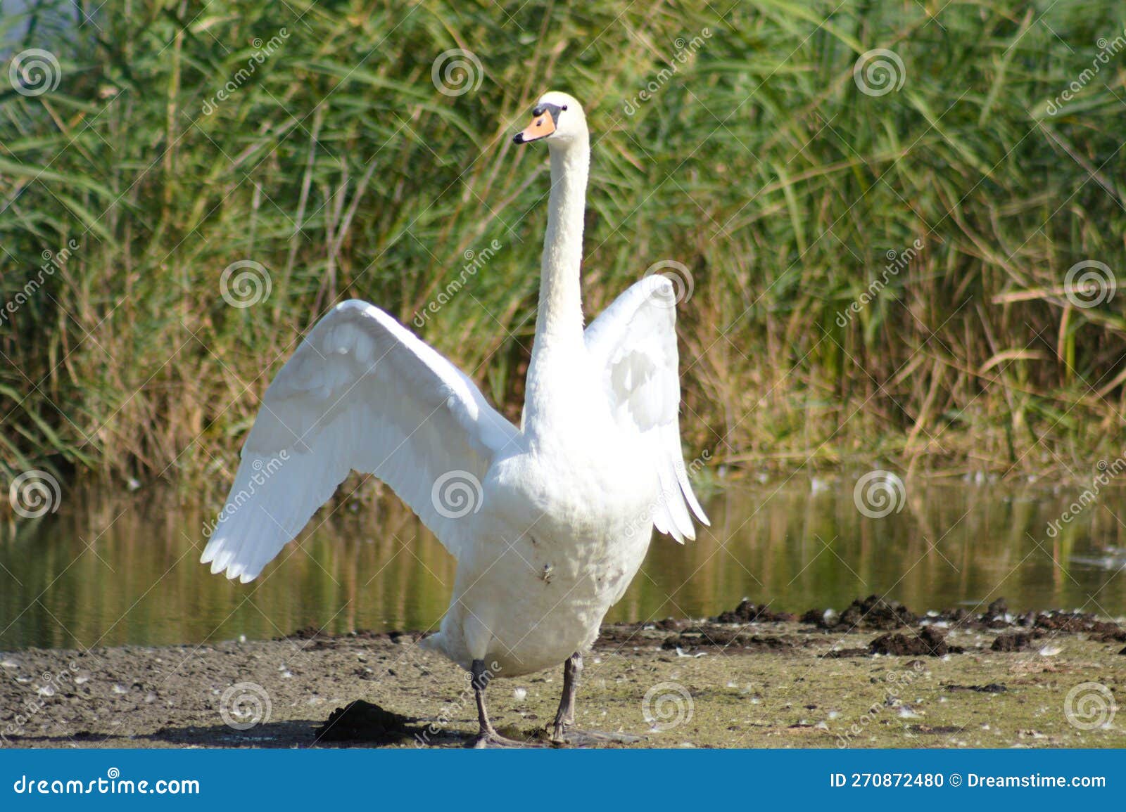 Closeup of the White Swan with Its Wings Raised in Attack Stock Photo ...