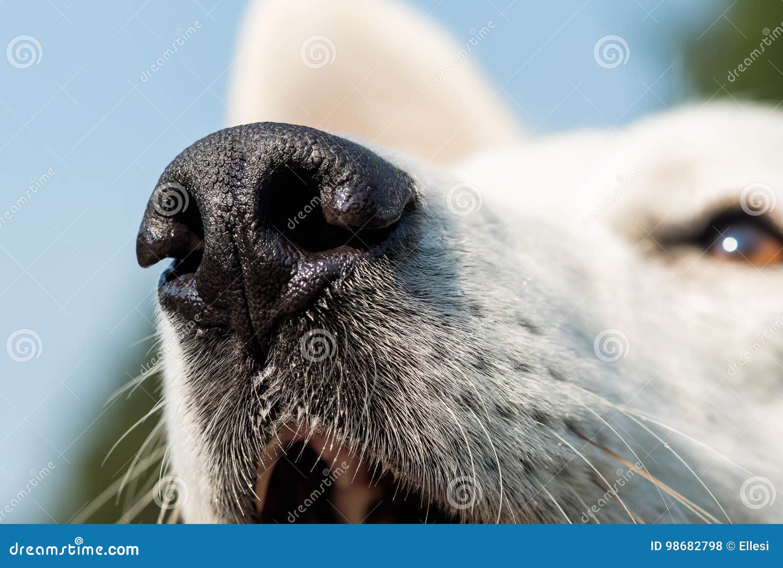 Close Up of White Swiss Shepherd Nose Stock Photo - Image of domestic ...