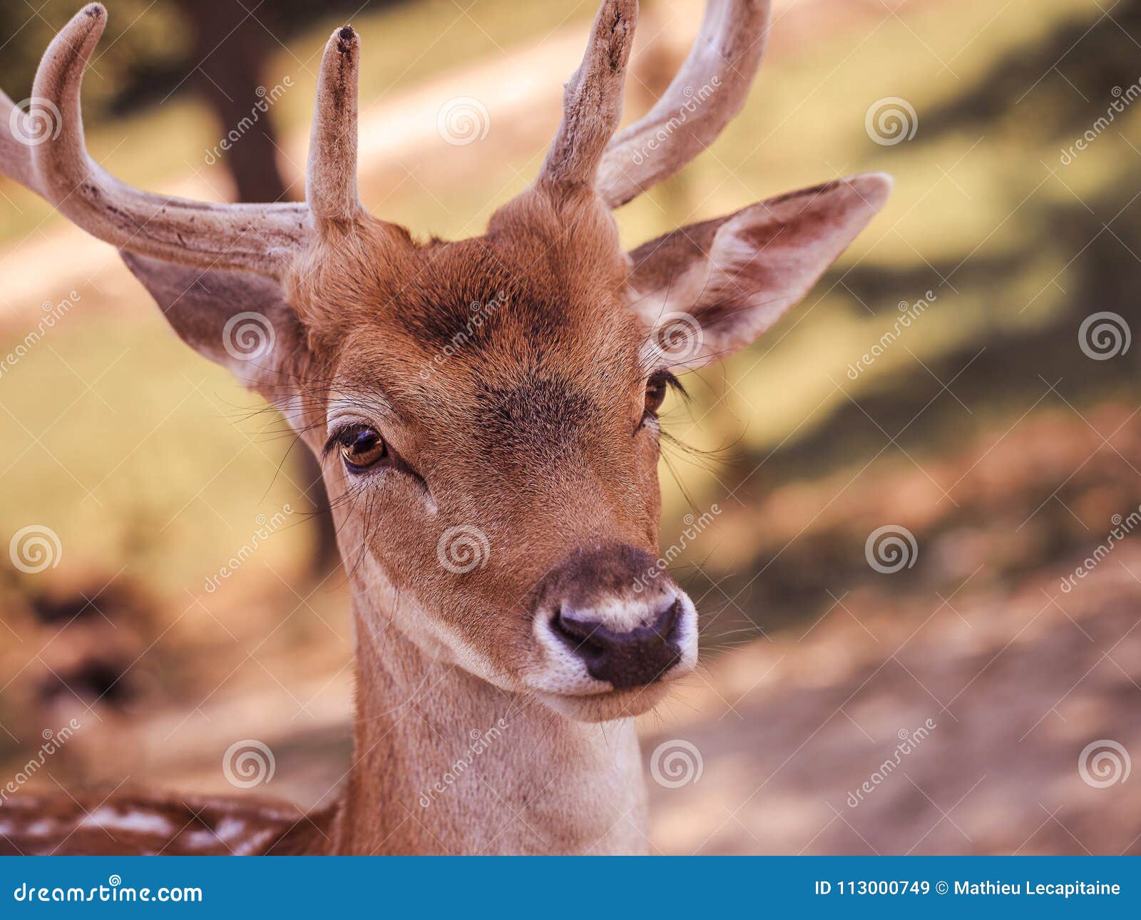 Close-up of a White-tailed Doe Stock Image - Image of mature, closeup ...