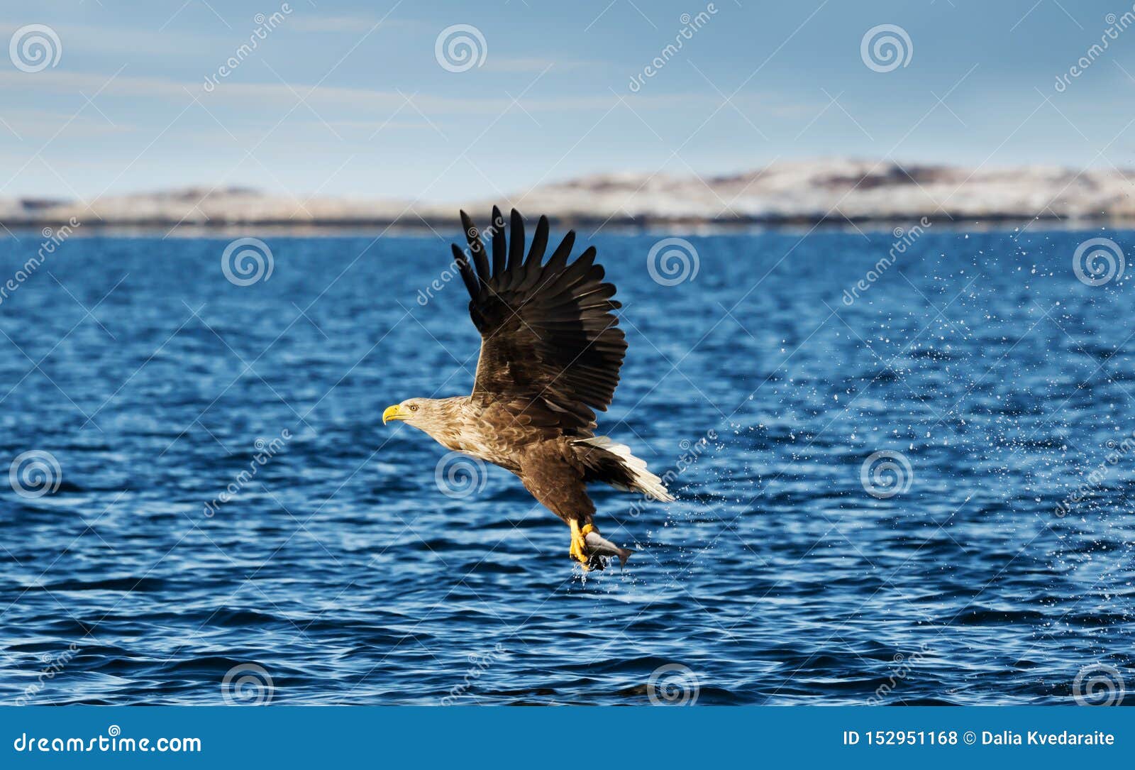Close Up of a White-tailed Sea Eagle in Flight Stock Photo - Image of ...