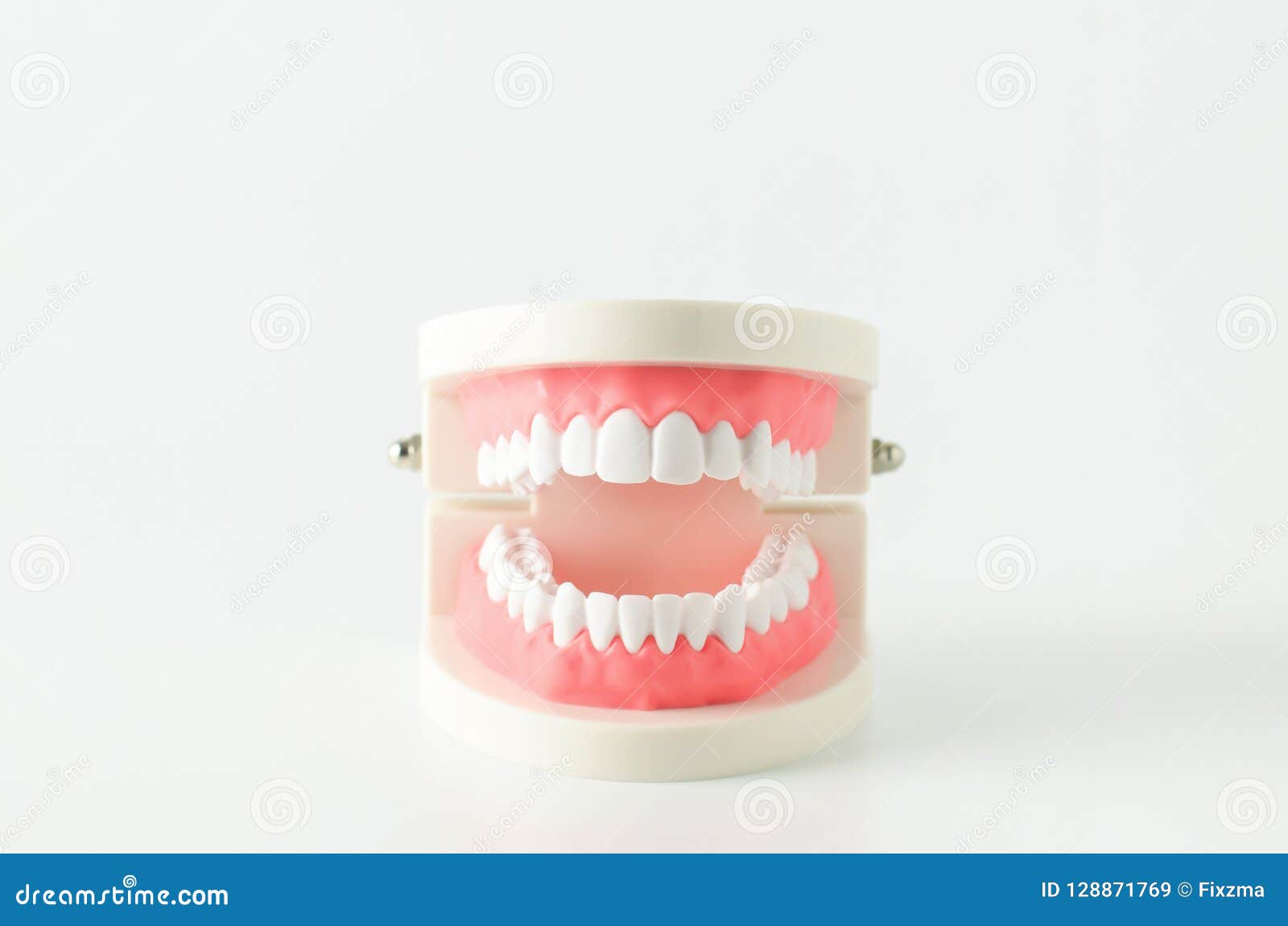 Close Up of White Teeth Model with Red Gum on White Stock Image - Image ...