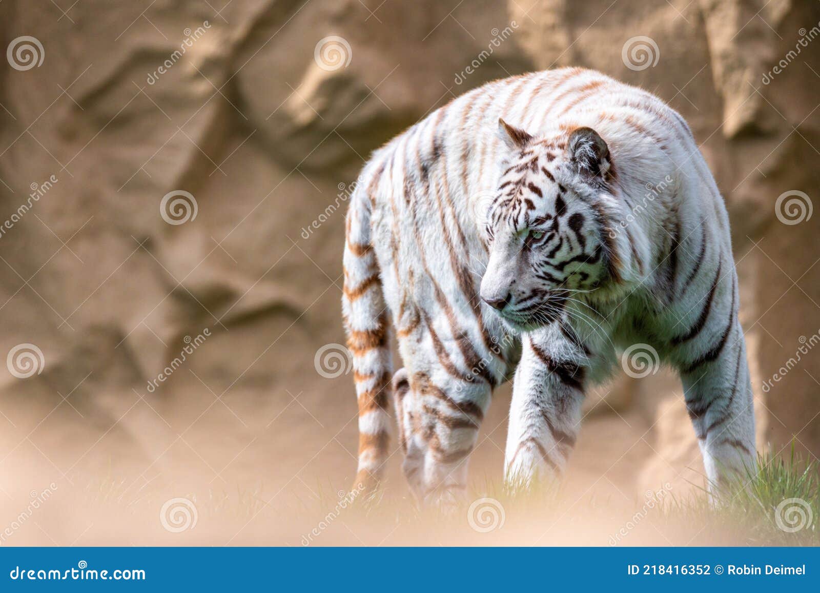 Close-up of a White Tiger in Hunting Position. Stock Photo - Image of ...