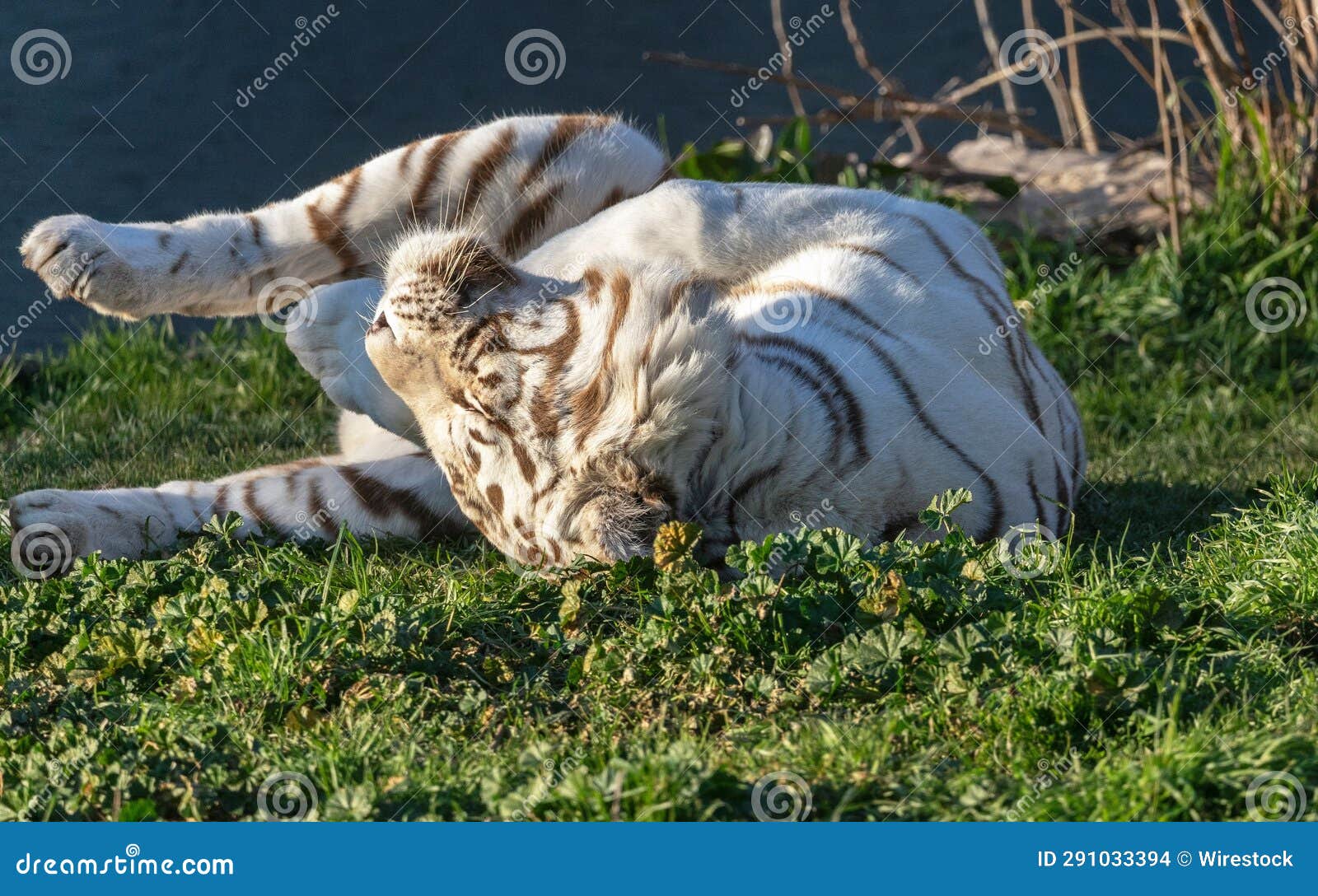 Close-up of a White Tiger Playing and Rubbing in the Grass Stock Photo ...