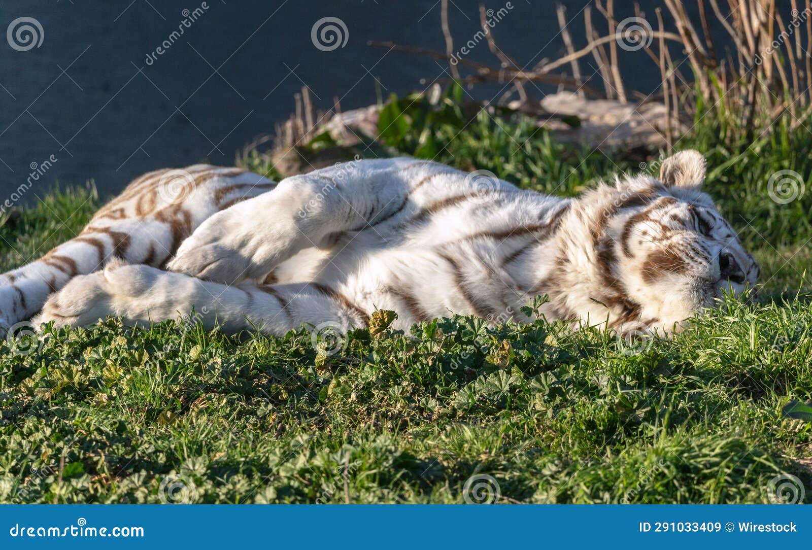 Close-up of a White Tiger Playing and Rubbing in the Grass Stock Image ...