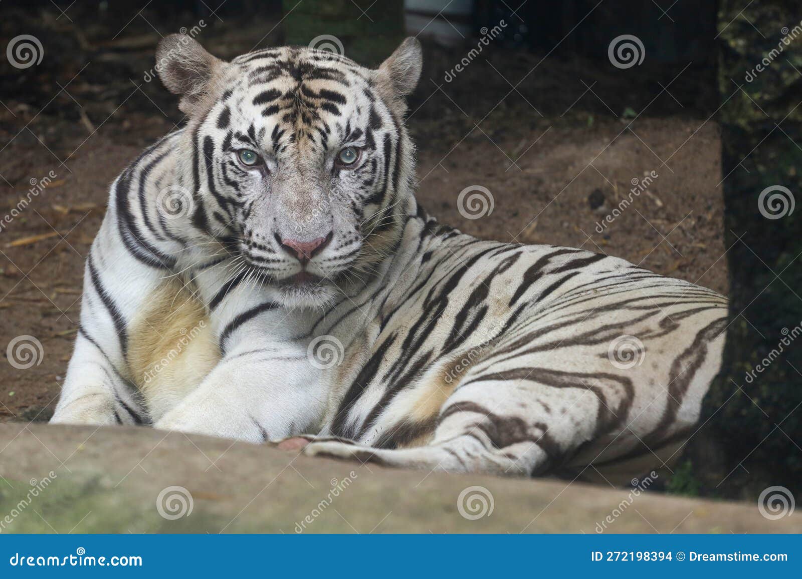 Close Up White Tiger is Sit Down and Rest on Floor Stock Photo - Image ...