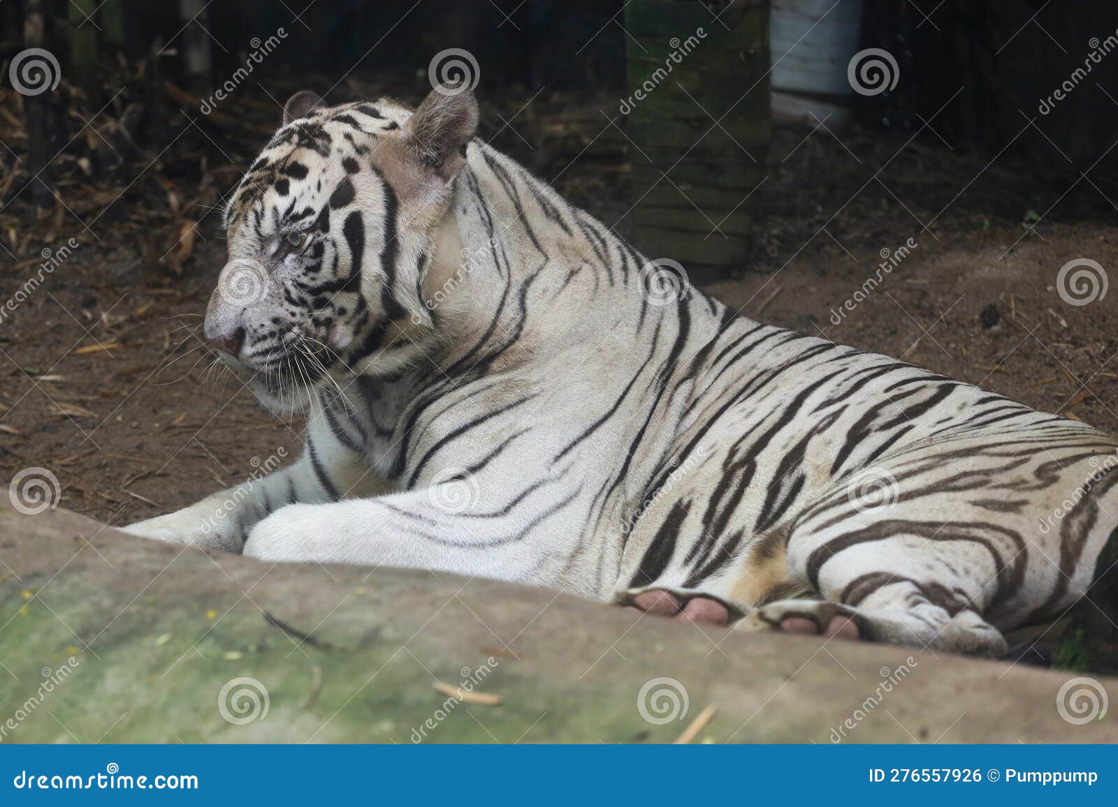 Close Up White Tiger is Sit Down and Rest on Floor Stock Photo - Image ...