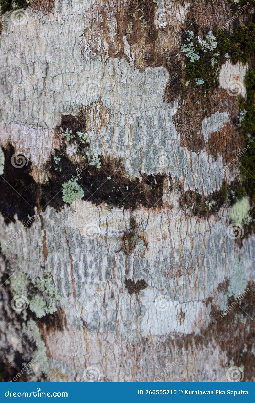 Close Up of White Tree Bark Stock Image - Image of corkwood, ground ...