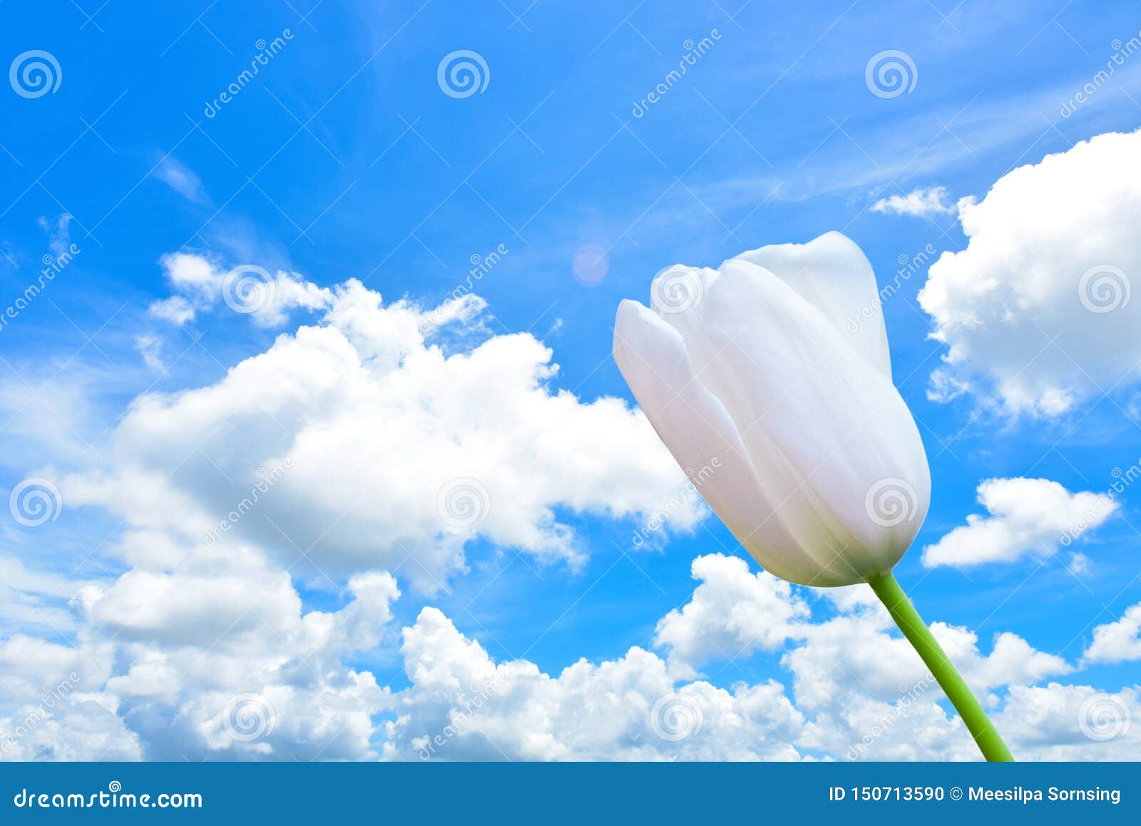 Close Up White Tulip Isolated on White Cloud and Blue Sky Stock Photo ...