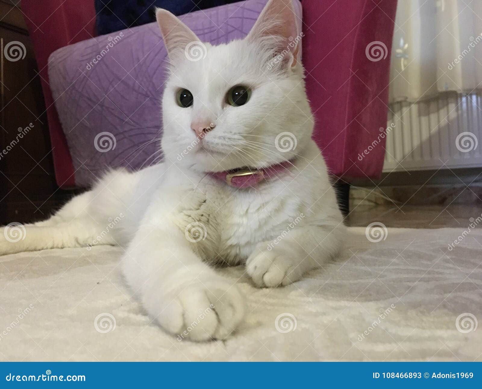 Turkish Van cat stock image. Image of collar, rest, closeup - 108466893