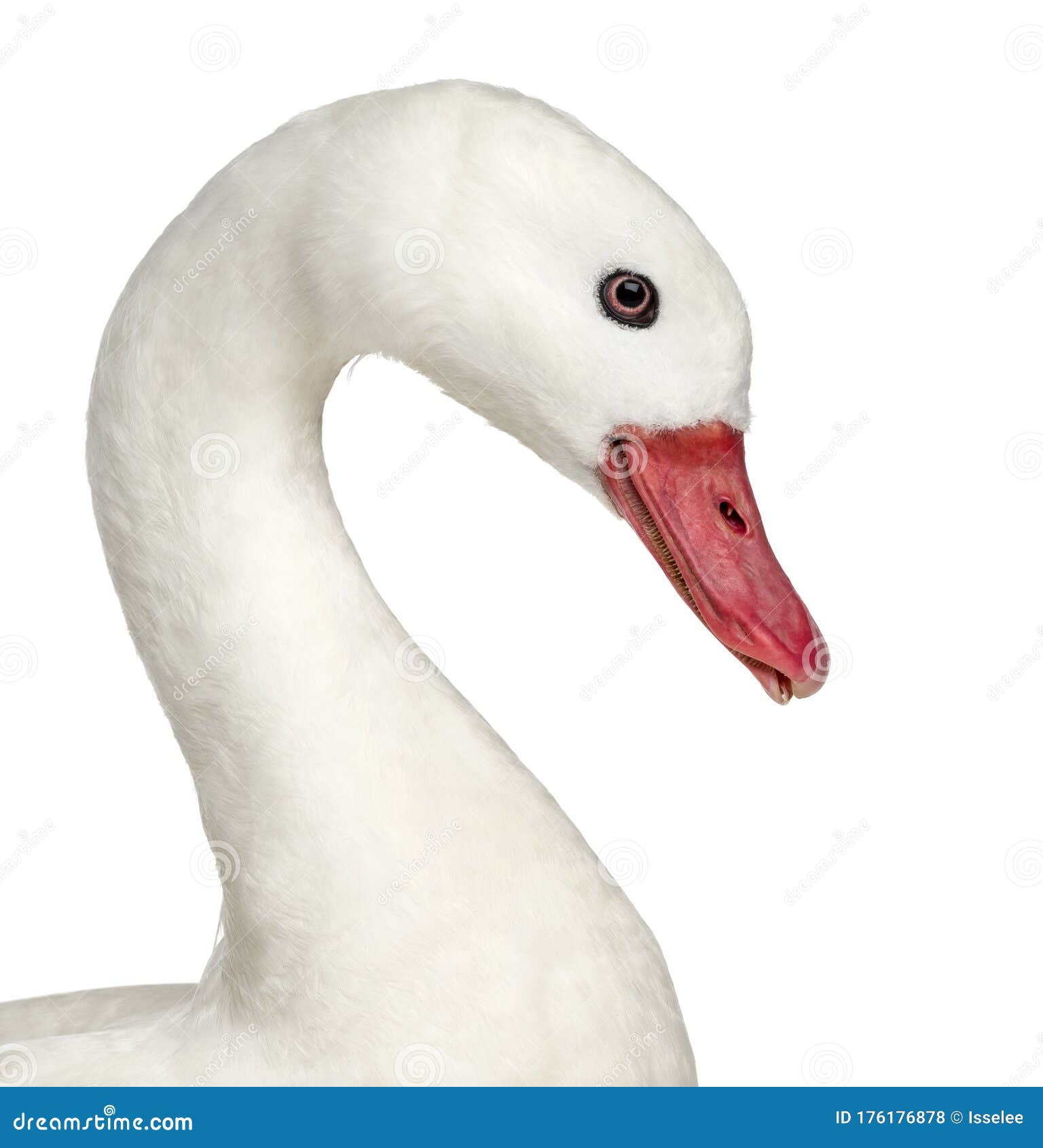 Close-up of a White Waterfowl, Isolated Stock Photo - Image of profile ...