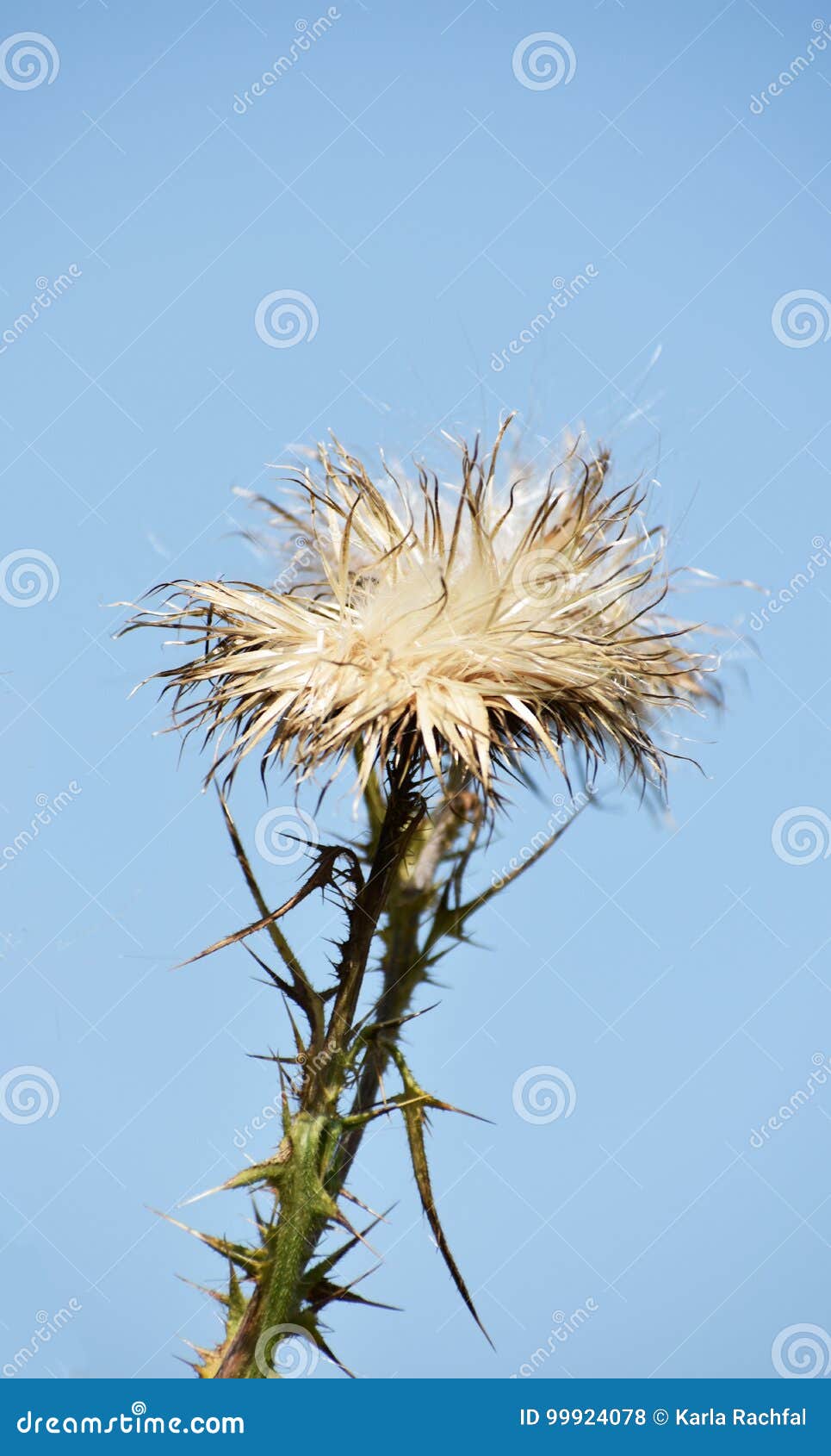 Close up of weed stock photo. Image of prickly, weed - 99924078