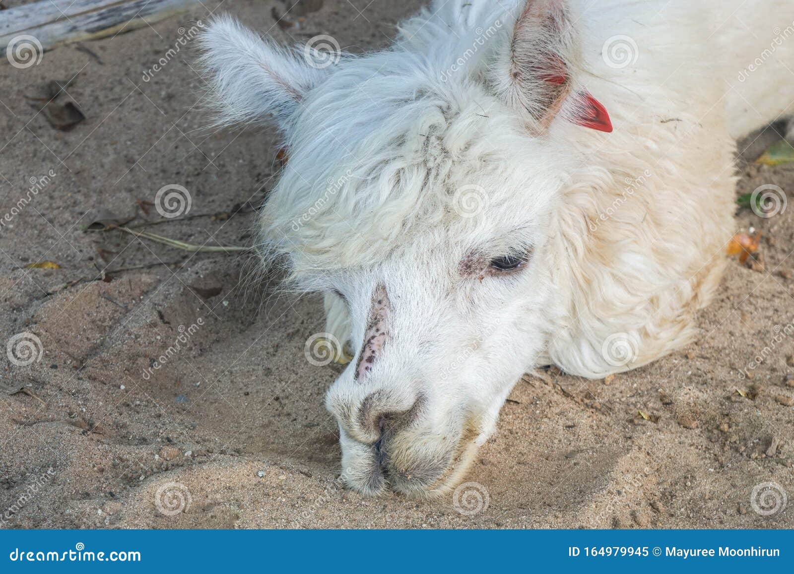 White Wild Alpaca Face Lying on the Ground Stock Image - Image of ...