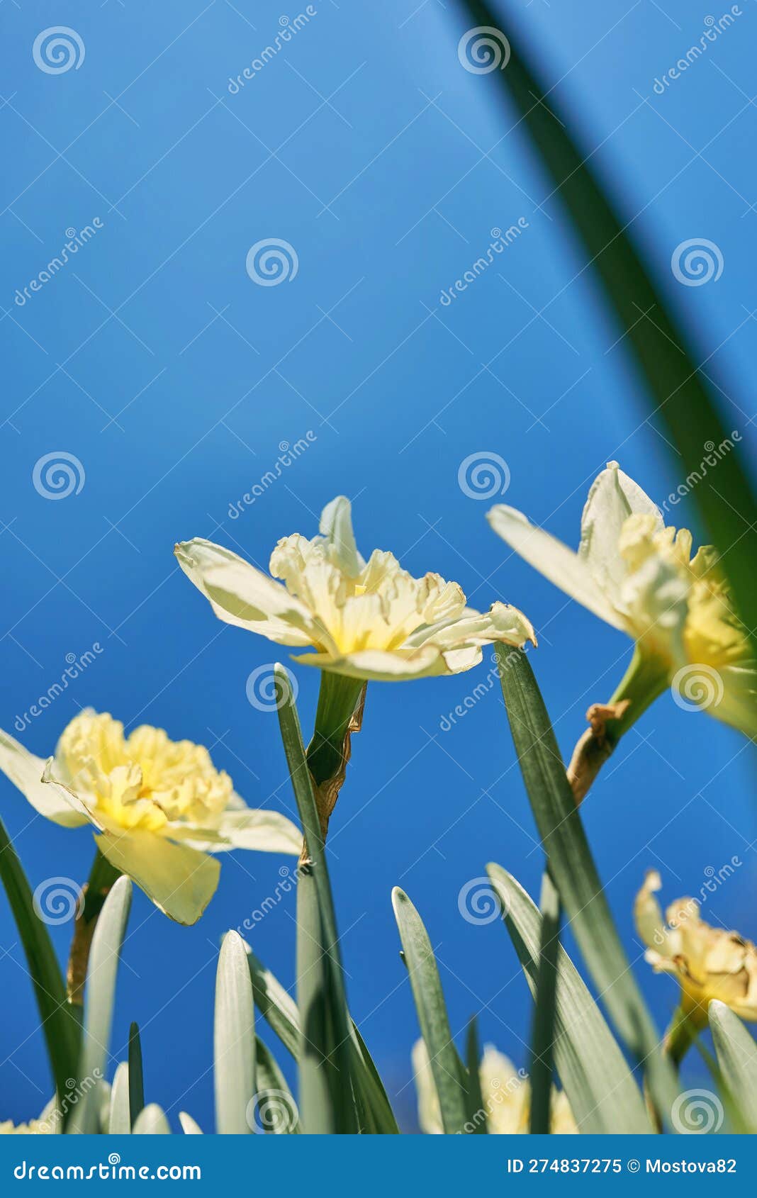 Close Up White and Yellow Daffodils in Spring Sunny Day Bottom View ...
