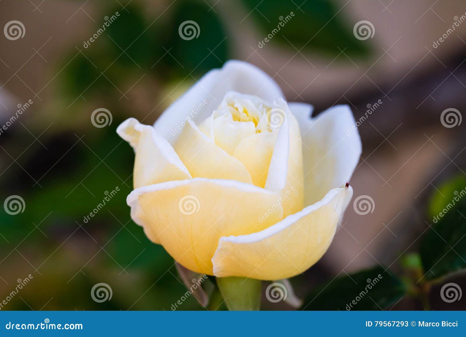 Close Up of a White and Yellow Rose Stock Image - Image of macro, bloom ...