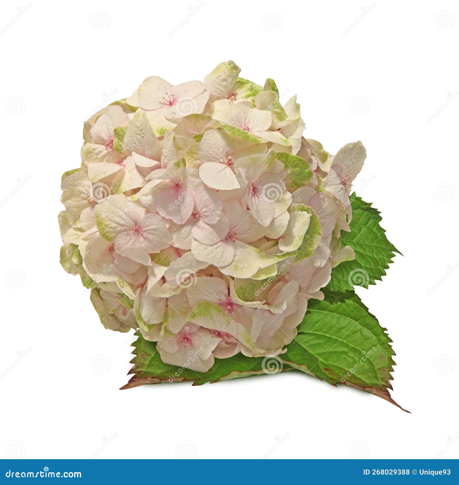 White Hydrangea Flower with Foliage Stock Photo - Image of background ...
