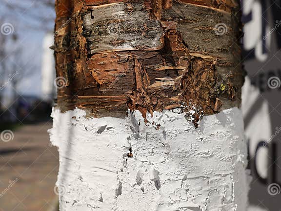 A Close-up of a Whitewashed Tree Trunk. Texture. Tree Whitewashing ...