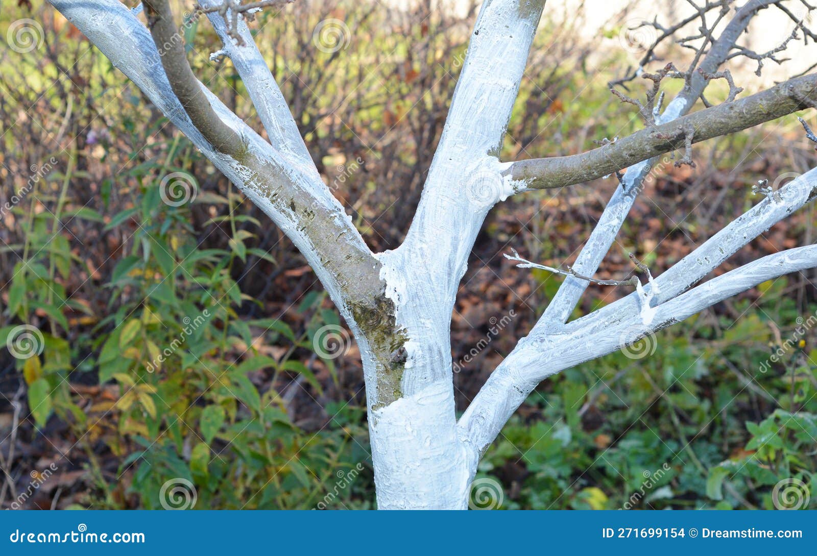 Close Up on Whitewashing Fruit Tree. Whitewashing Apple Tree Trunk ...