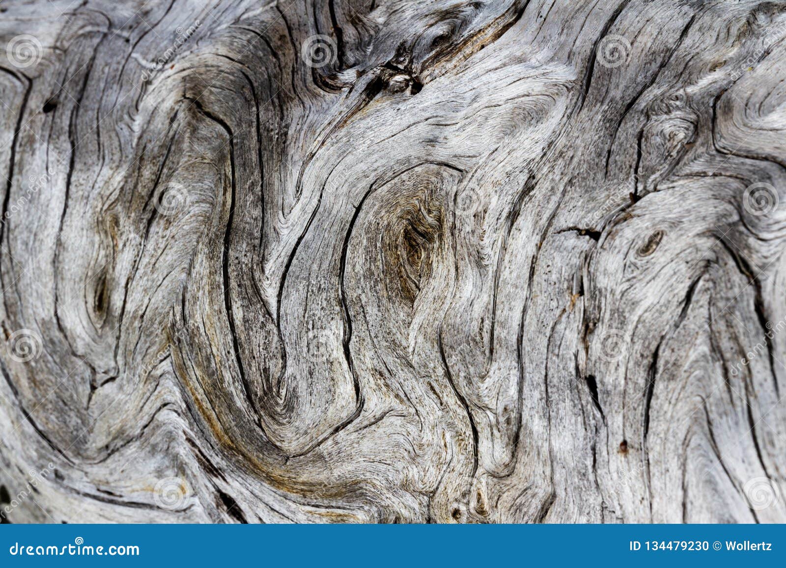 Old tree close up stock photo. Image of management, background - 134479230